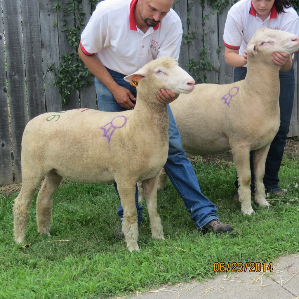Another successful show for UW Sheep Program – eCALS