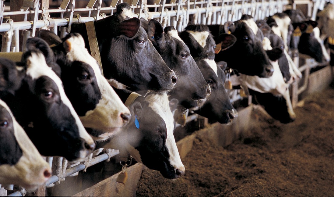 Meet Jessica Cederquist, CALS’ new dairy herd manager – eCALS