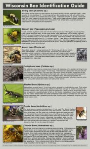 All the buzz: Know your bee with new identification guide – eCALS