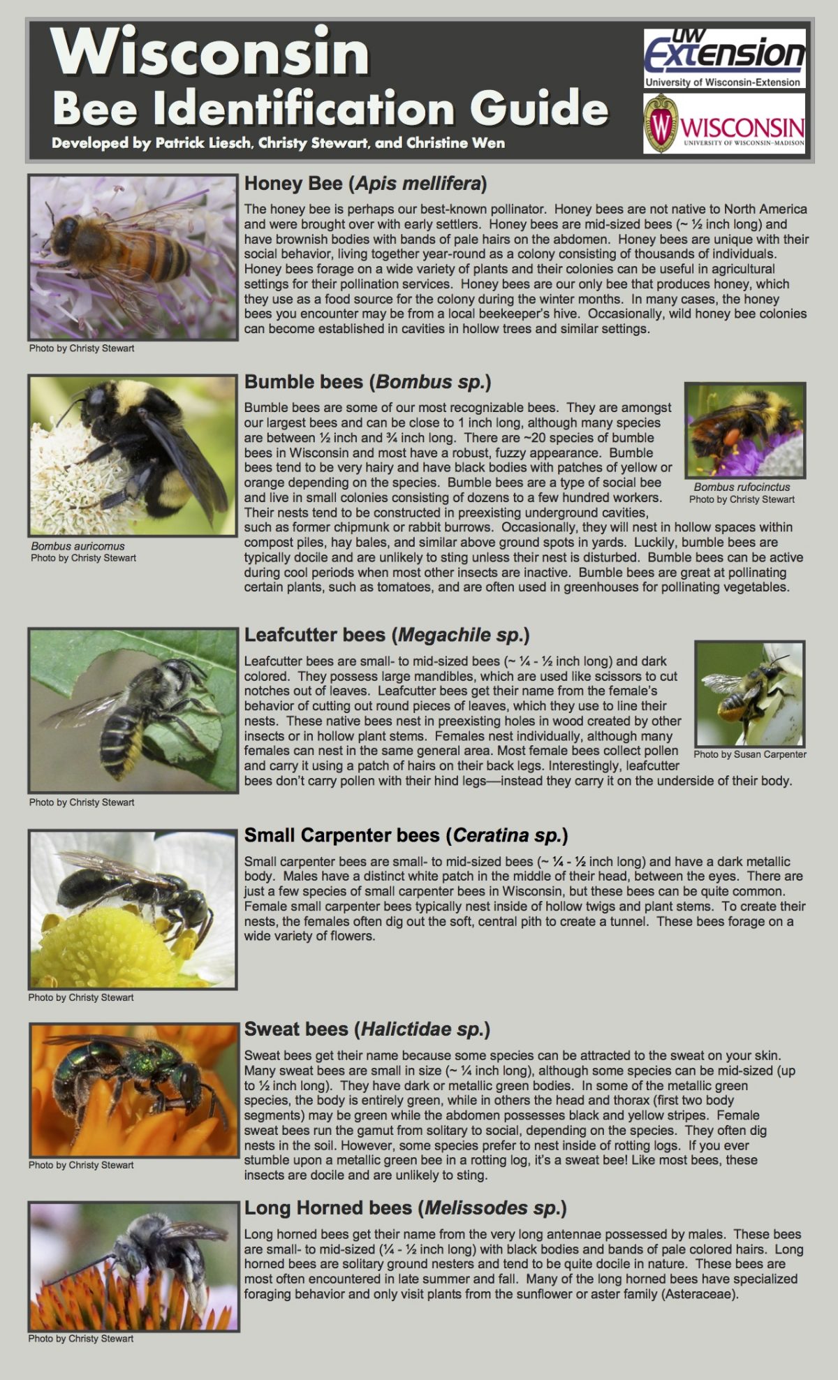 All the buzz: Know your bee with new identification guide – eCALS