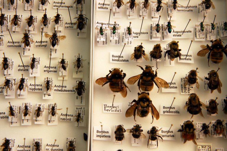 All the buzz: Know your bee with new identification guide – eCALS