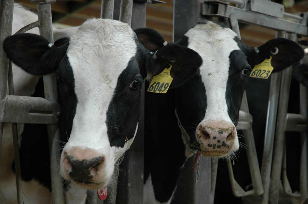 Blue Sky Science video: How do cows make milk? – eCALS