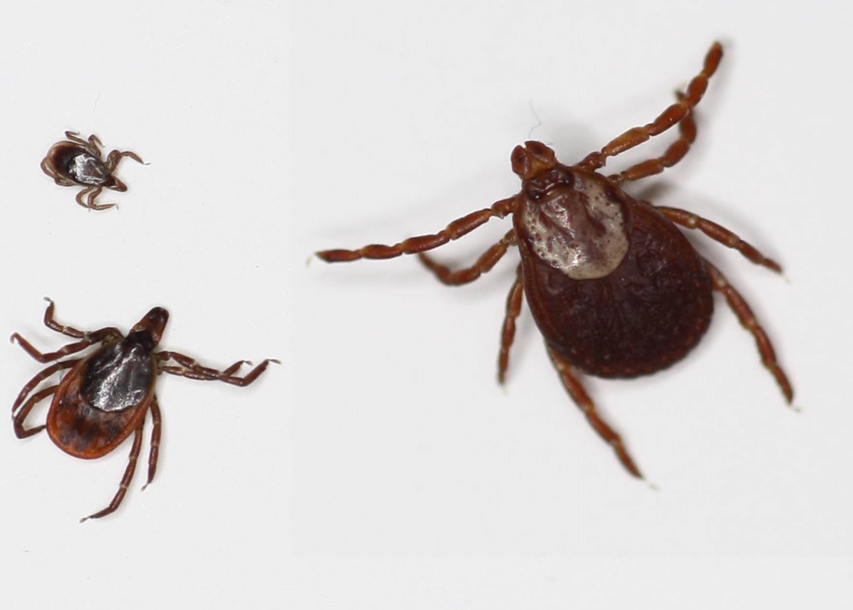 eCALS – College of Agricultural & Life Sciences