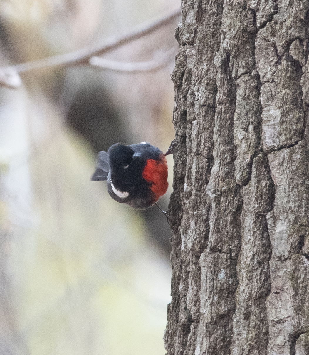 Forest and wildlife ecology class identifies rare bird on weekend field ...