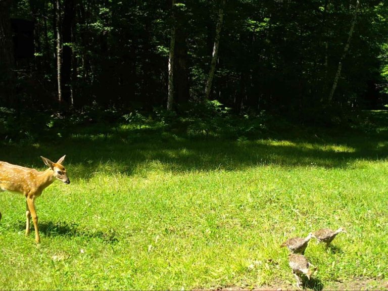 Volunteer with Snapshot Wisconsin and help monitor wildlife with trail ...