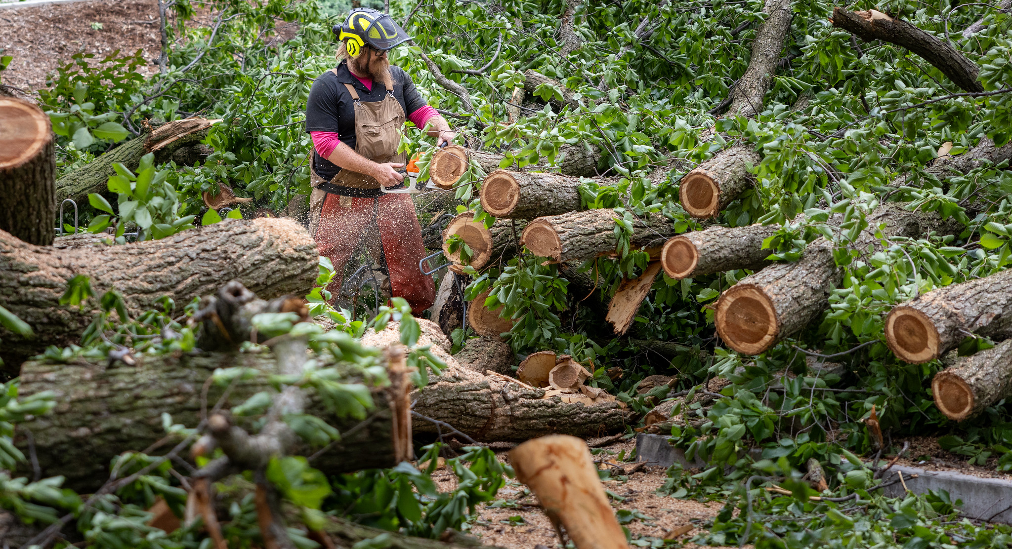 Photos: Sesquicentennial Tree on CALS campus damaged during storm – eCALS