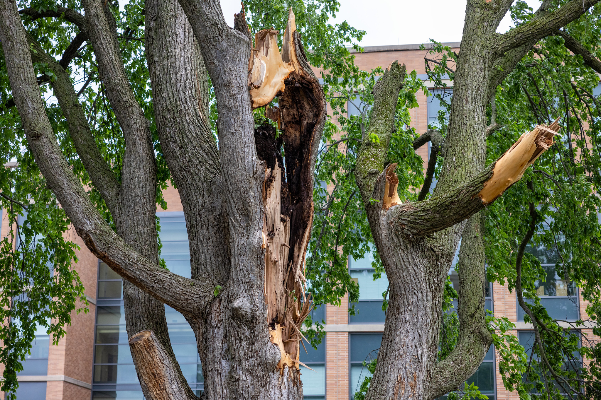 Photos: Sesquicentennial Tree on CALS campus damaged during storm – eCALS